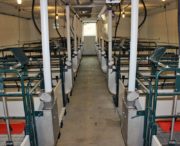 Farrowing Pens 101: Proper Pig Care & Management