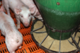 The Complete Pig Feeding Guide: From Wean to Finish