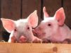 How to Manage Pig Temperature Requirements for Maximum Yield