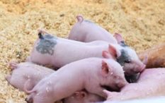 When to Wean Piglets for Faster Growth & Better Yield | Osborne