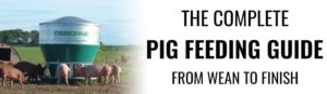 The Complete Pig Feeding Guide: From Wean to Finish