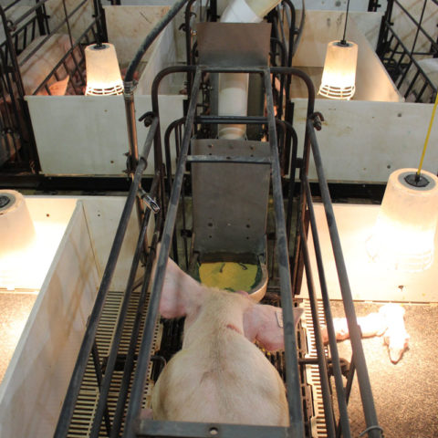 Single-Space Sow Feeder, S110 | Osborne Livestock Equipment