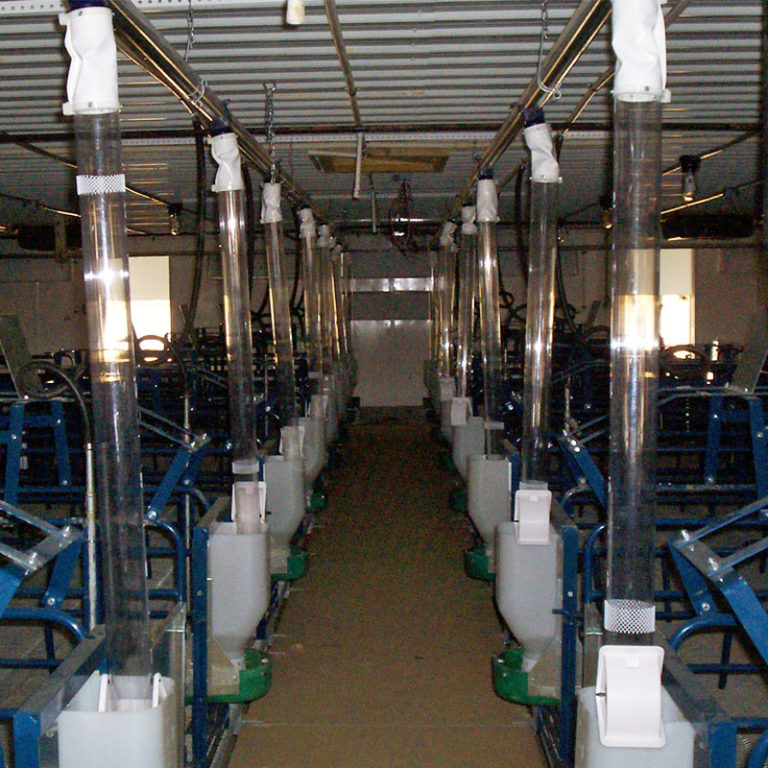 Single Space Sow Feeder, S130 | Osborne Livestock Equipment