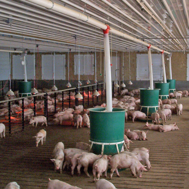 Wet/Dry Wean-to-Finish Feeder, RF2WFS | Osborne Livestock Equipment