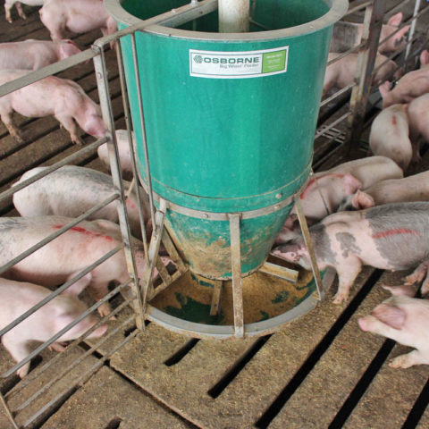 Wet/Dry Wean-to-Finish Feeder, RF2WFS | Osborne Livestock Equipment