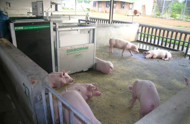 Pig Performance Testing | FIRE® System | Osborne Livestock Equipment