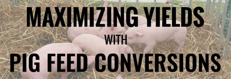 Pig Feed Conversions: How to Maximize Yields | Osborne Livestock