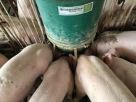 What to Feed Pigs for Maximum Weight Gain - Osborne Livestock