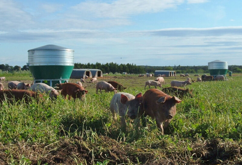 Feeding Equipment | Osborne Livestock Equipment