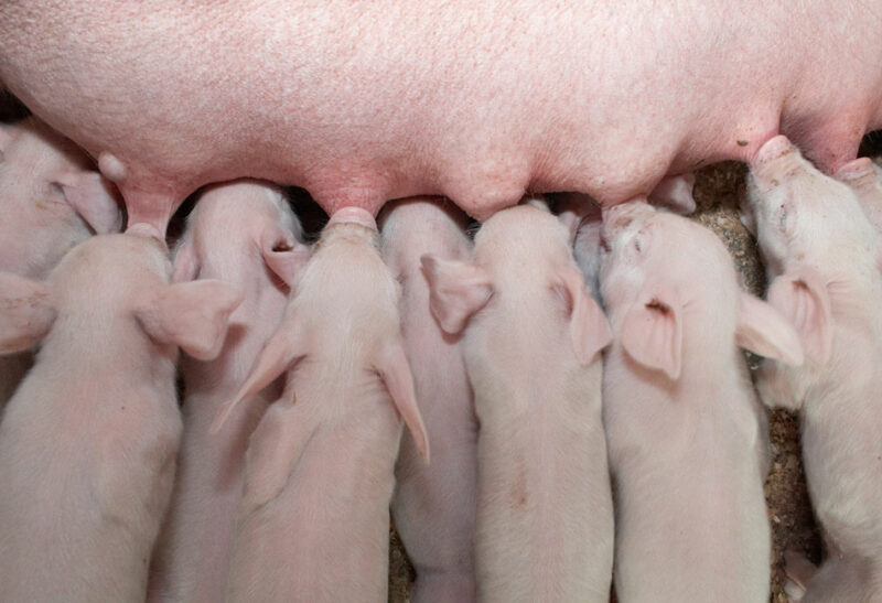 Heating Lamps or Mats? Calculate the Costs | Osborne Livestock Equipment