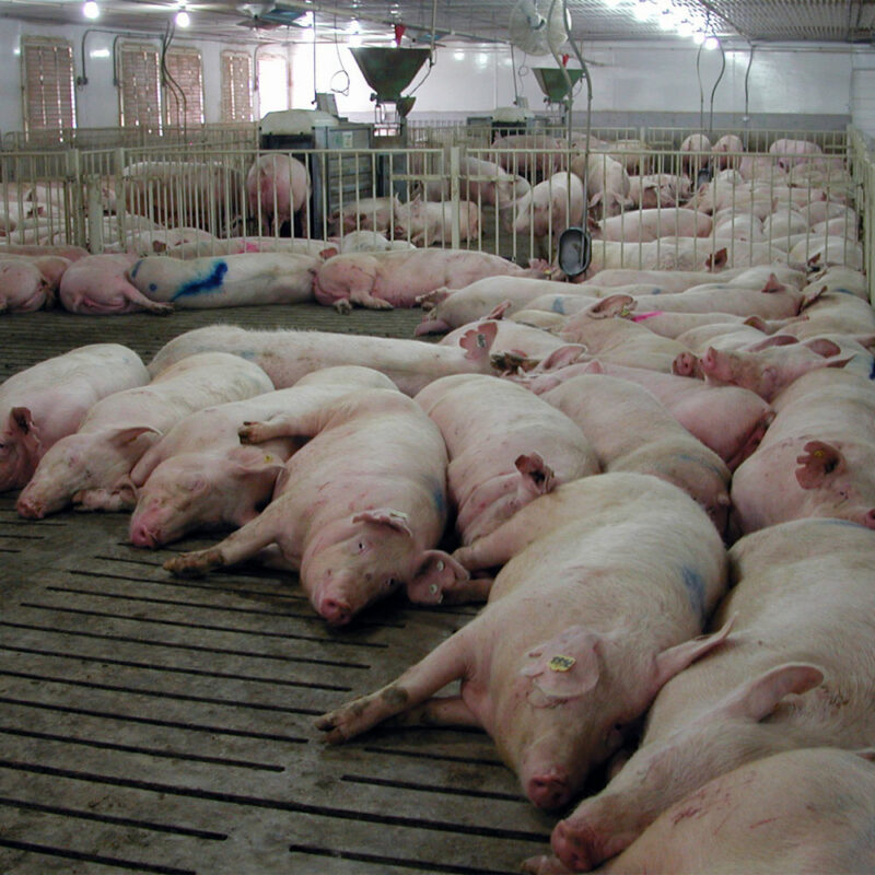 Electronic Sow Feeding & Weighing | Osborne Livestock Equipment