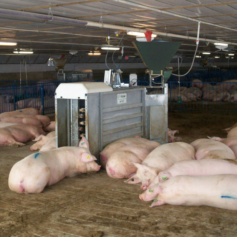 Electronic Sow Feeding & Weighing | Osborne Livestock Equipment