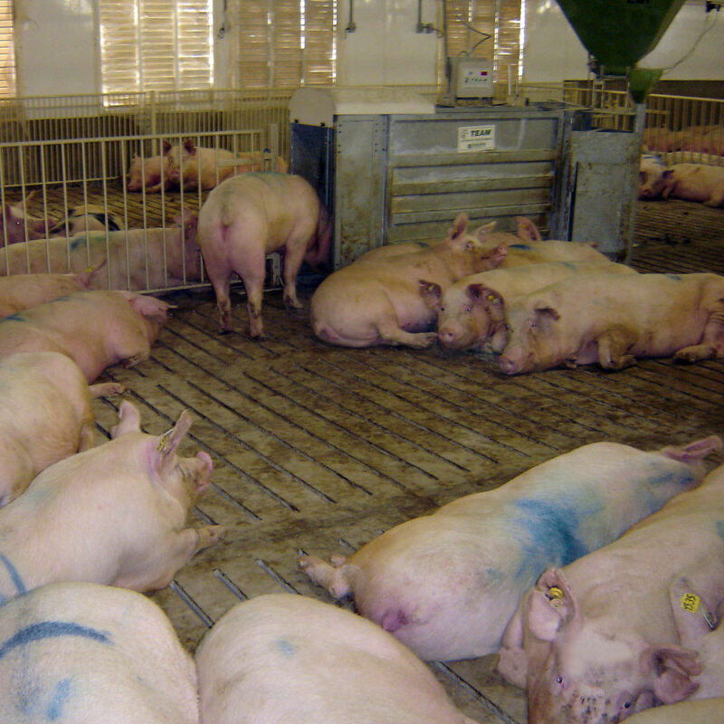 Electronic Sow Feeding & Weighing | Osborne Livestock Equipment